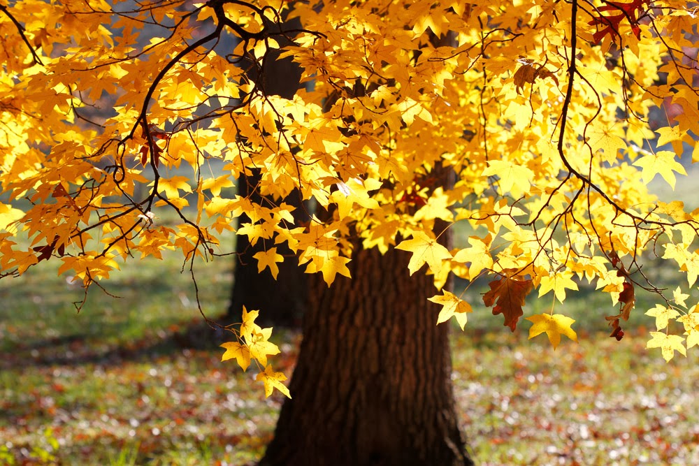 Hey Moxie: Beauty and Peace at The Morton Arboretum