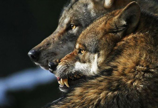 White Wolf : Tapping Your Inner Wolf: What Does “Alpha Male” Really Mean?