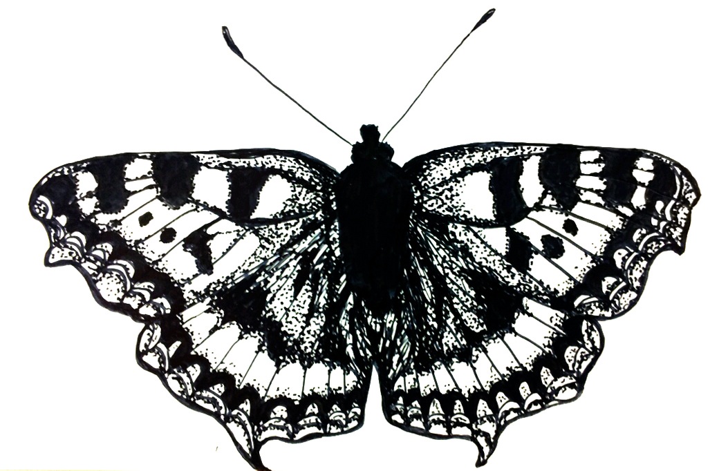 Small tortoiseshell | Aggie's Drawings