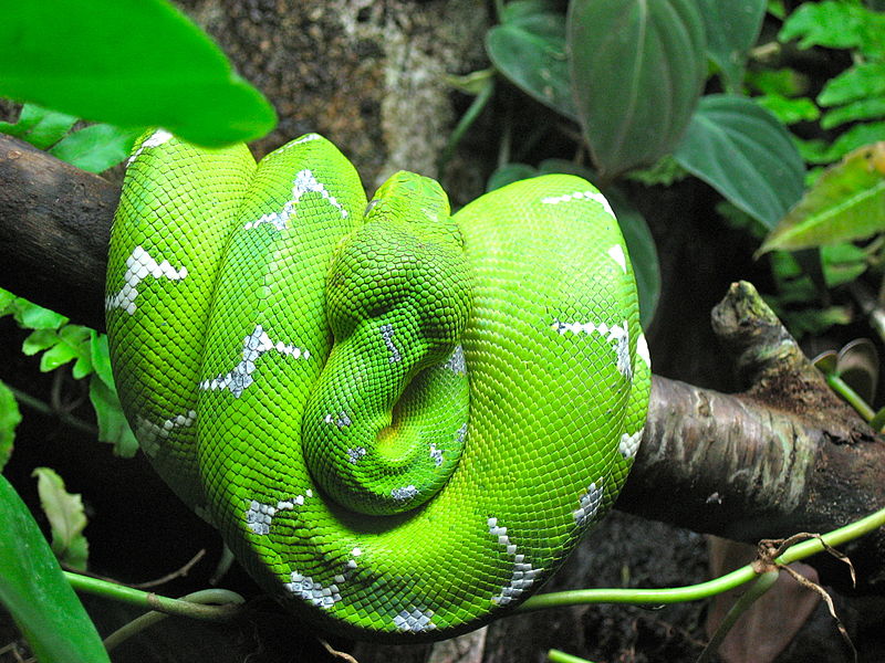 Animal Pictures: Emerald Tree Boa