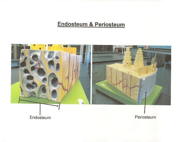ANATOMY & PHYSIOLOGY I BIS 240: Endosteum and Periosteum