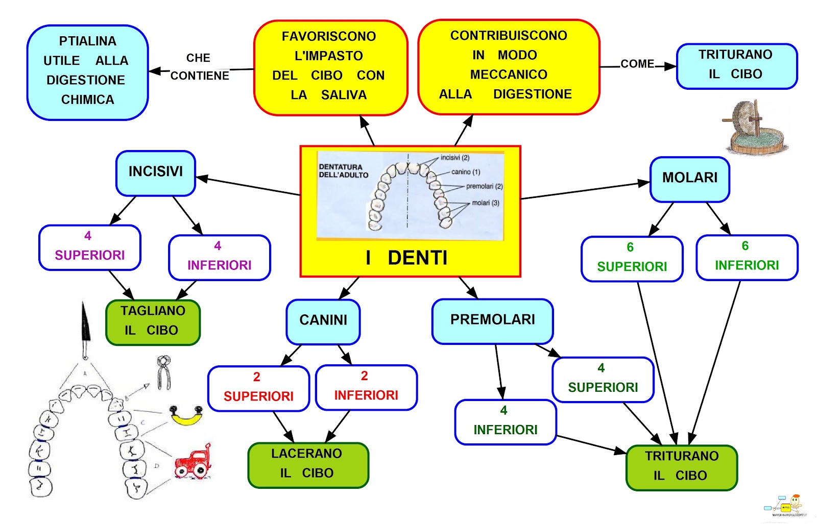 MAPPER: I DENTI - 2