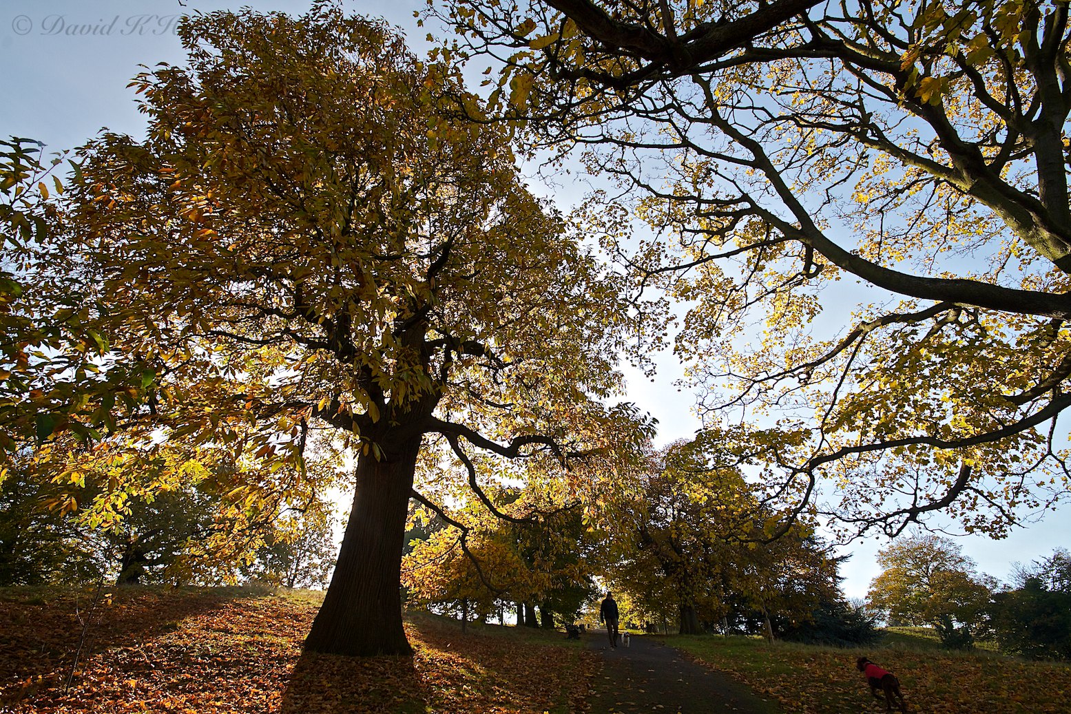 As I See It - David K Hardman Photography: Autumn in Greenwich Park