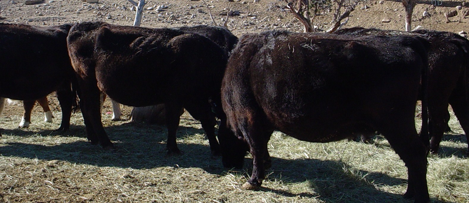 Starting a small scale cattle operation: