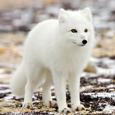 Animalele De Blană - Enciclopedia Naturii