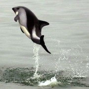 Delfines: Tipos de delfines