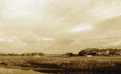 Another Bird Blog: Out For The Count