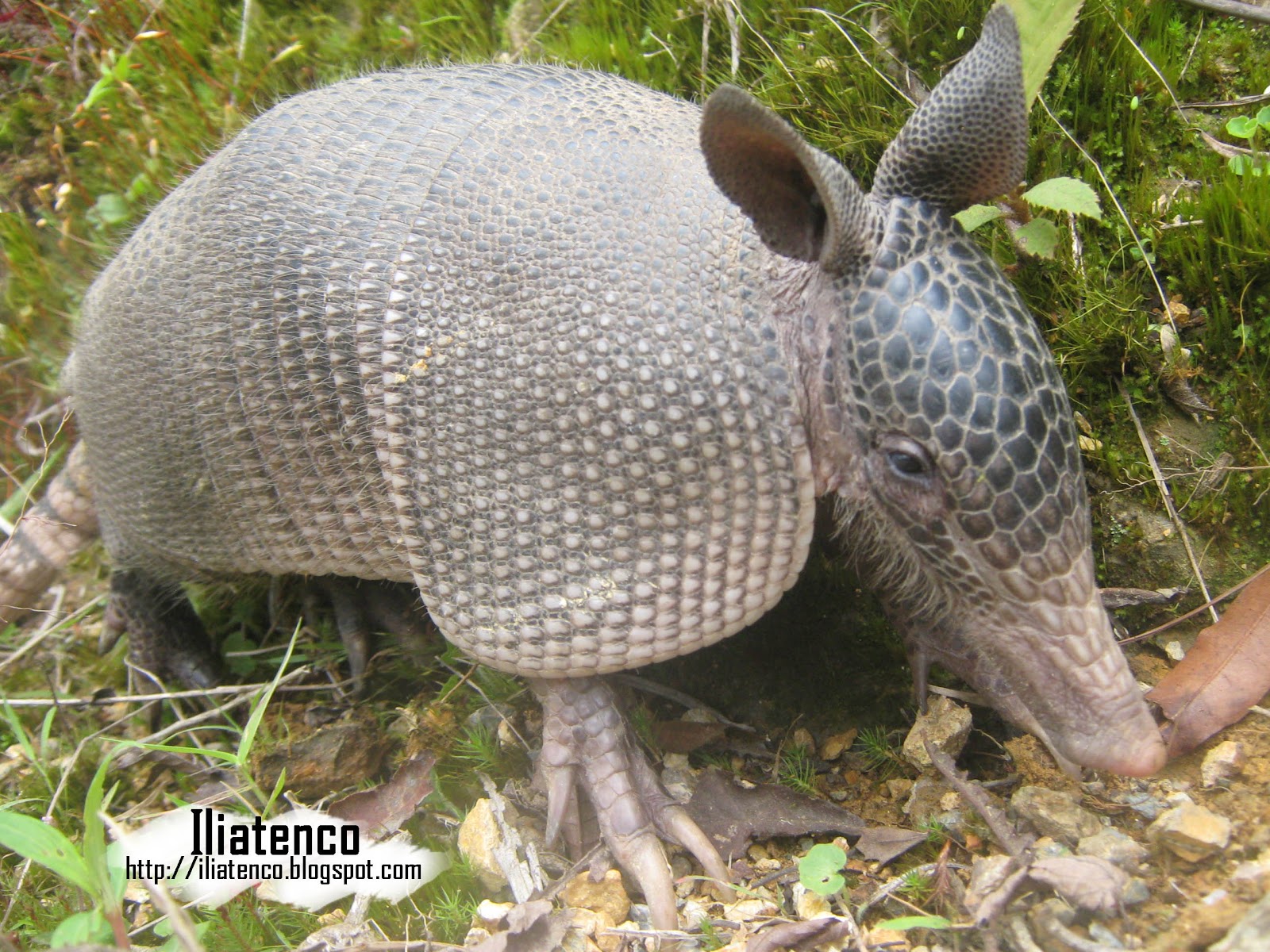 Iliatenco: Armadillo