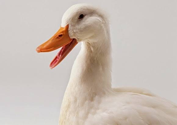 Stock Photo Gambar Itik dan Bebek