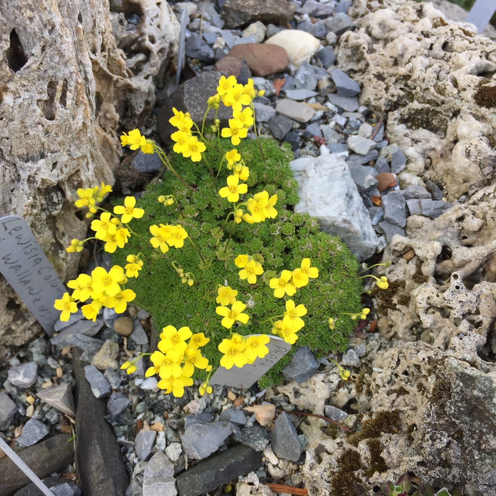 BARROW WORKS: The Drabas