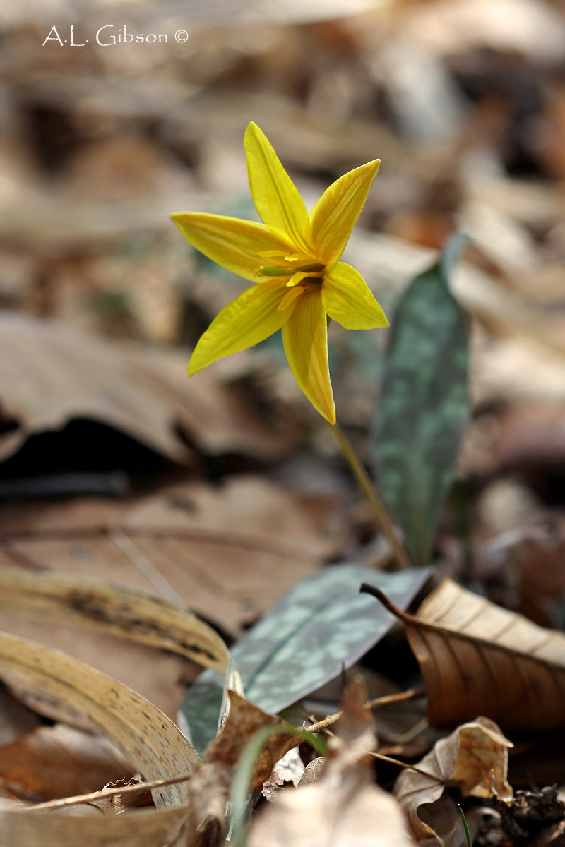 The Buckeye Botanist: The Botanical Find of a Lifetime