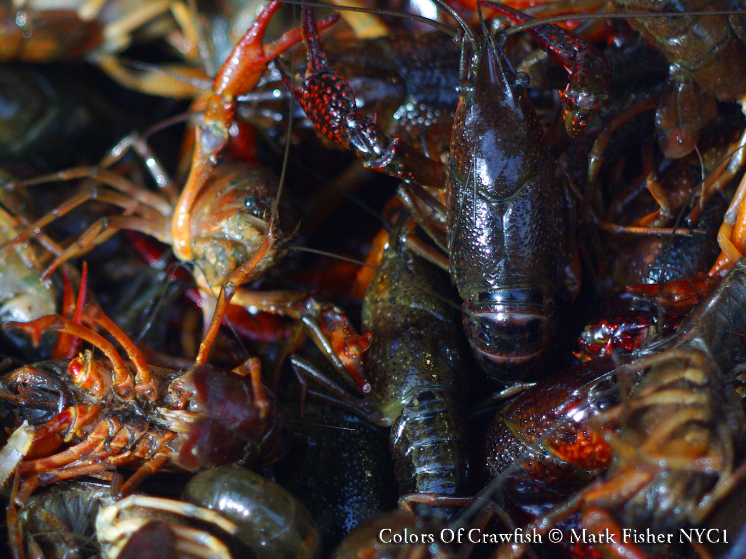 Mark Fisher American Photographer™: Colors Of Crawfish • American ...
