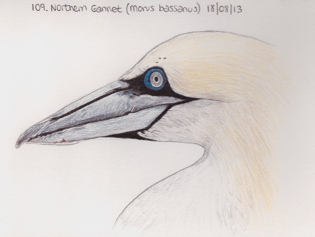 Learn.Draw.BIRD.: 109. Northern Gannet (Morus bassanus)