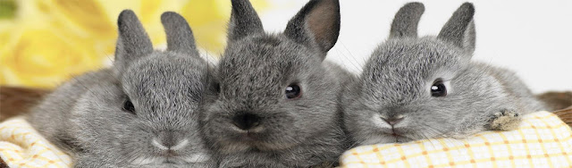 FREE WEB HEADERS: ANIMALS HD WEB HEADER COLLECTION