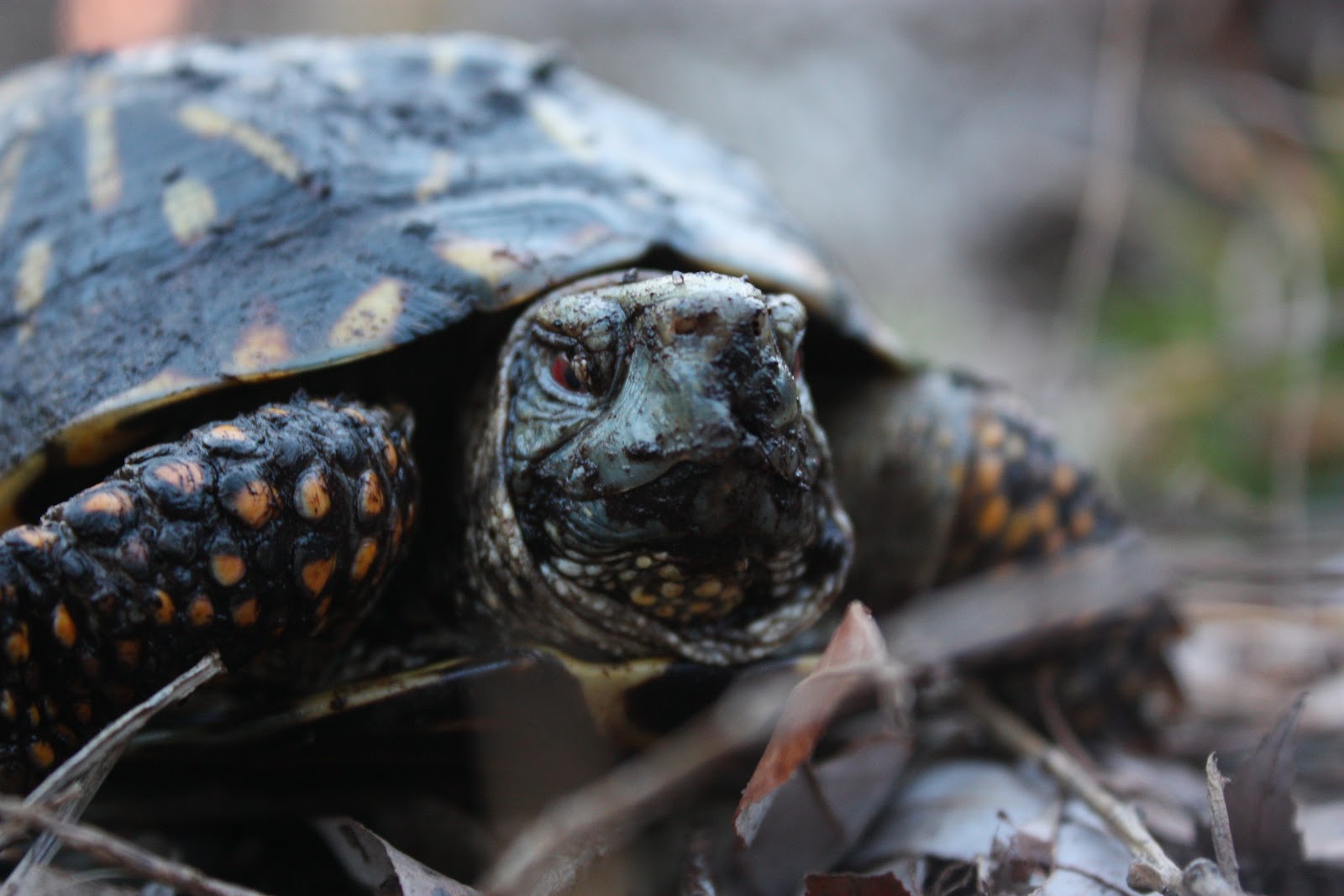 Czar of the Woods Farm: Box Turtles Emerge from Winter Hibernation