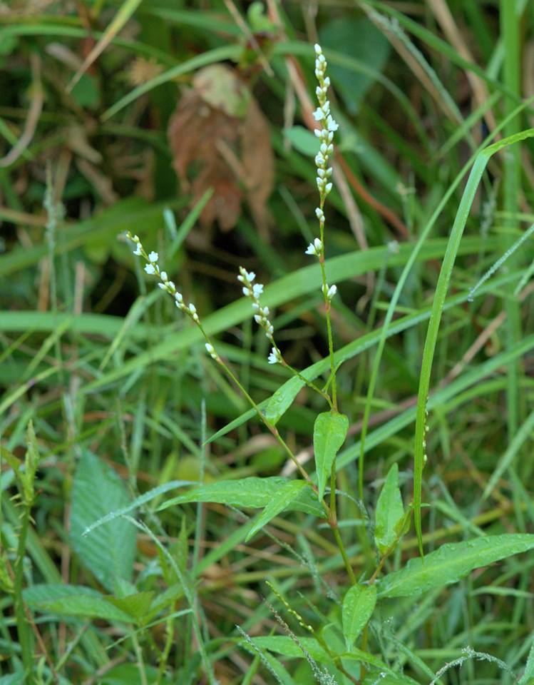 Nature Ramblers: Ramble Report September 21 2017