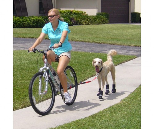 Biking with Dogs: Using a Bike Leash to Exercise With Your Dog