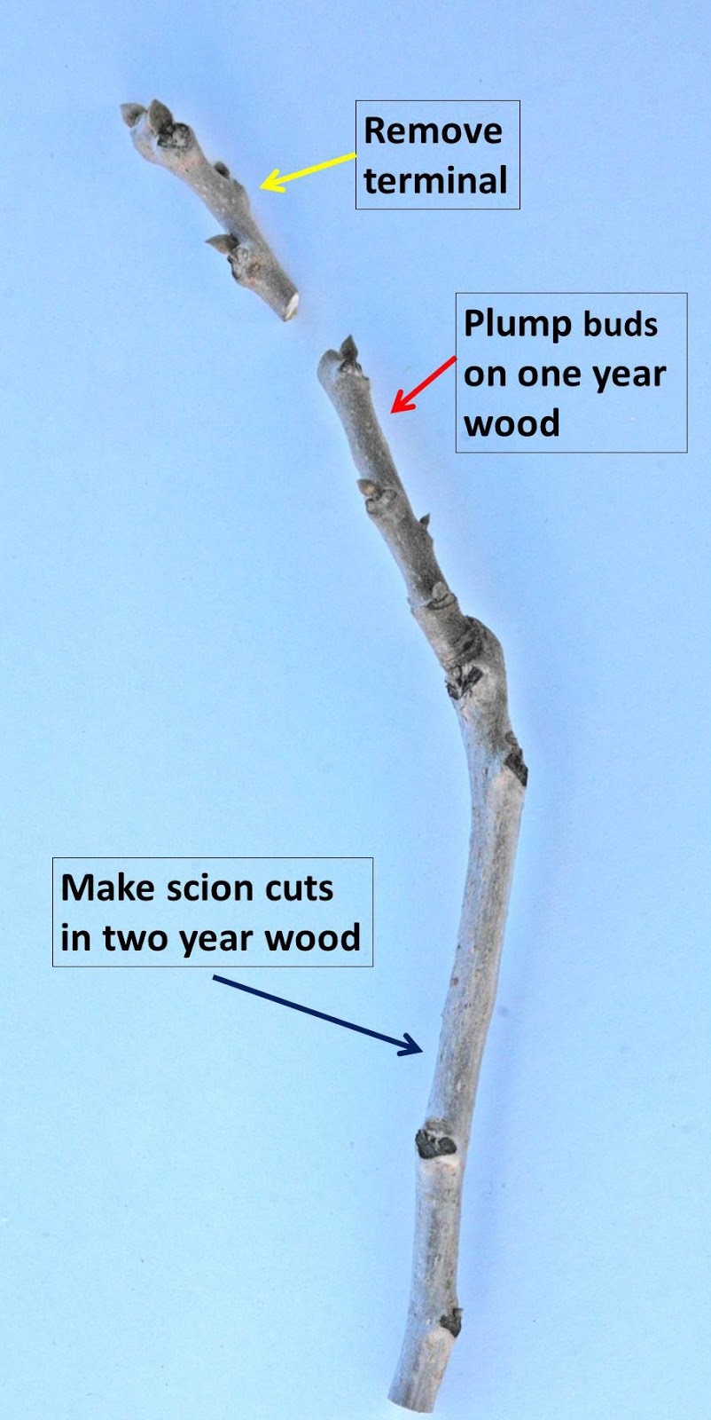 Northern Pecans: Tips for cutting pecan scionwood