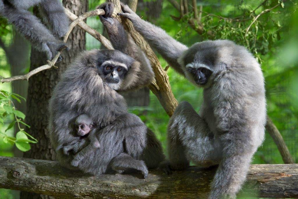 The Tanning Salon: Social and Mating Patterns of Primates