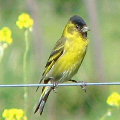 Black-chinned siskin (Spinus barbatus) | Birds of India | Bird World