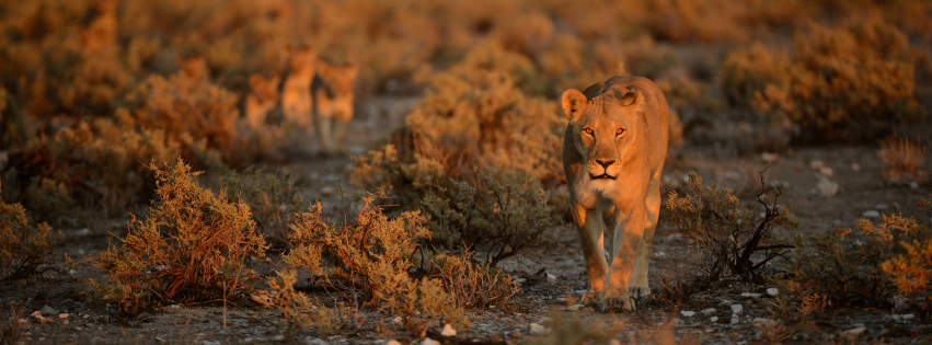 Lion Facebook Covers - Học tiếng nhật, java và mọi thứ