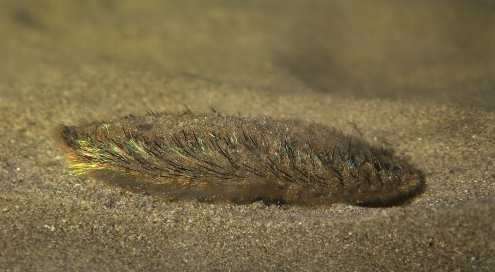 [SS] makhluk Aneh Ini Di Gelar Tikus Laut! – SukaSuki