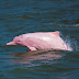 Interesting Facts about Pink Dolphins ~ Did you know that