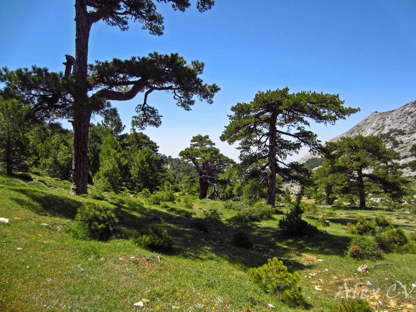 POR LOS CERROS DE ÚBEDA: TEJOS MILENARIOS, AGUILÓN DEL LOCO Y PINO DE ...