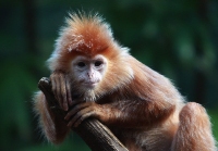 Klasifikasi, Biomorfologi dan Ekologi Lutung - KajianPustaka