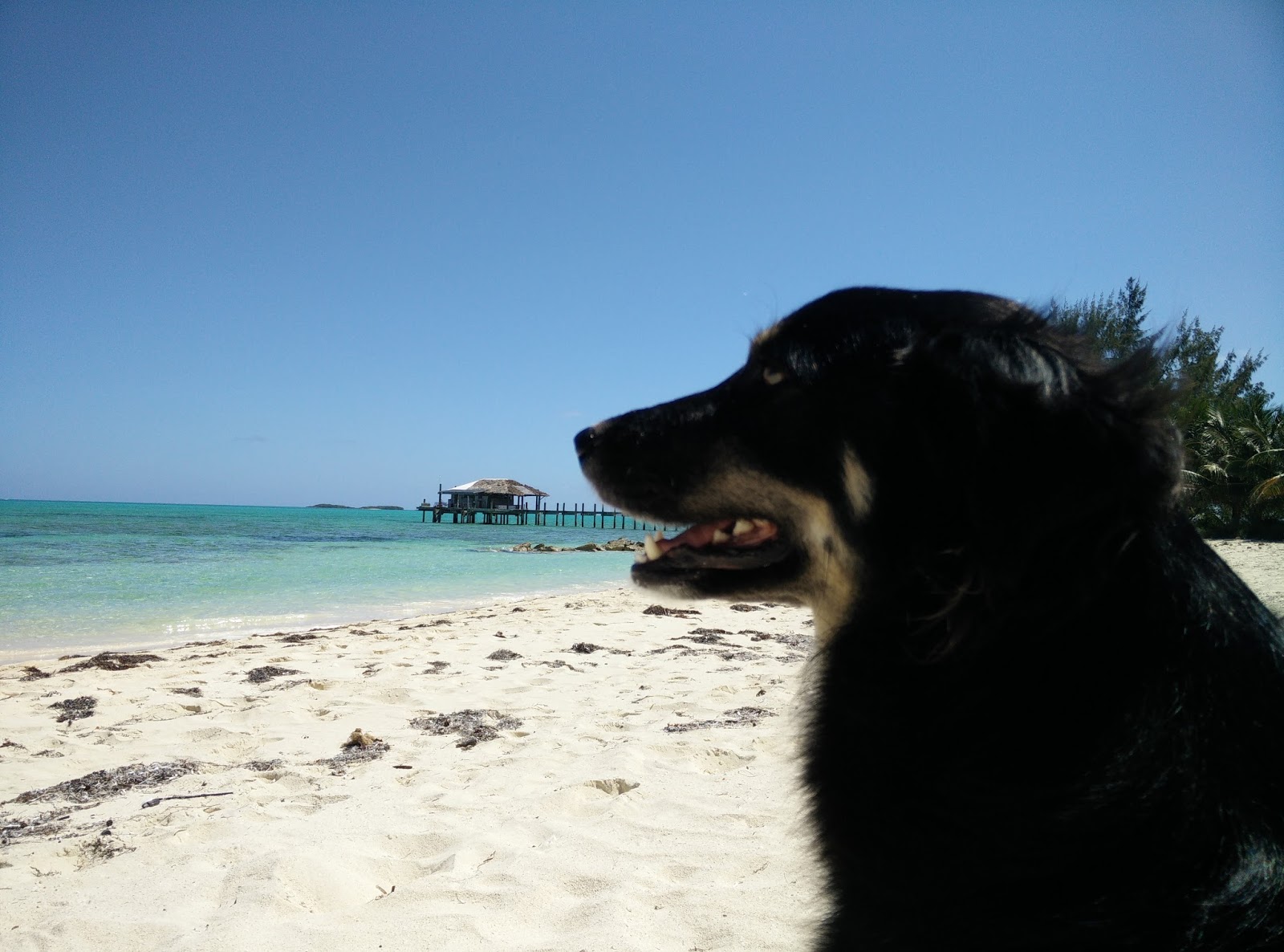 Small Hope Bay Lodge Andros Island Bahamas: Bringing Your Dog to the ...