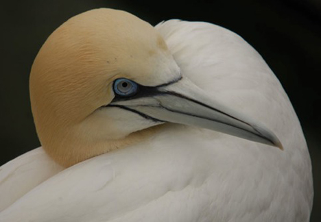 chippep: BIRDS OF VARIOUS COLORS