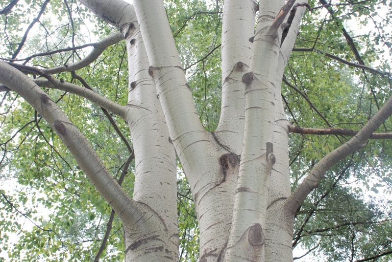 TOPOLA - DRZEWO BEZ PRZYSZŁOŚCI? JAK ZROBIĆ SADZONKI TOPOLI. | ZIELONA ...