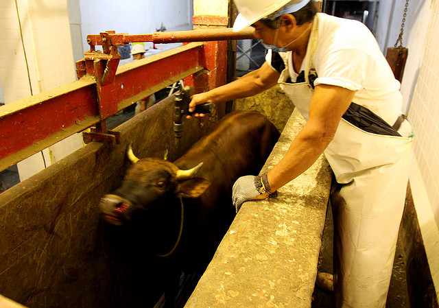 Lo que nadie dice: ME GUSTAN LOS TOROS. PERO NO SOY NINGÚN ASESINO.