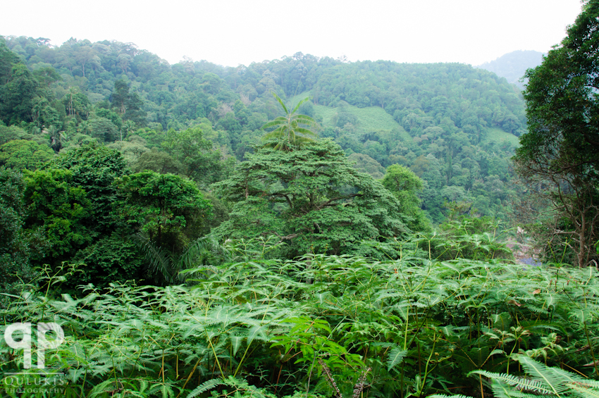 Jalan-jalan | Hutan Lipur Soga Perdana