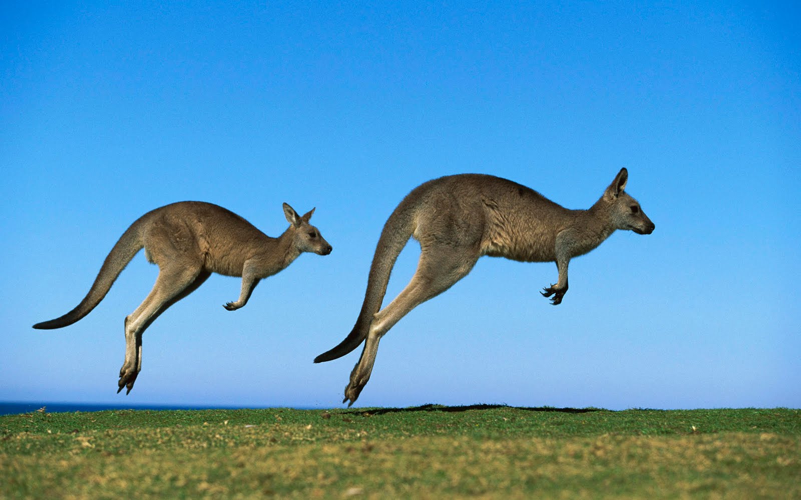 Kangaroo Jump Wallpaper 1920x1200 – Desktop Wallpaper