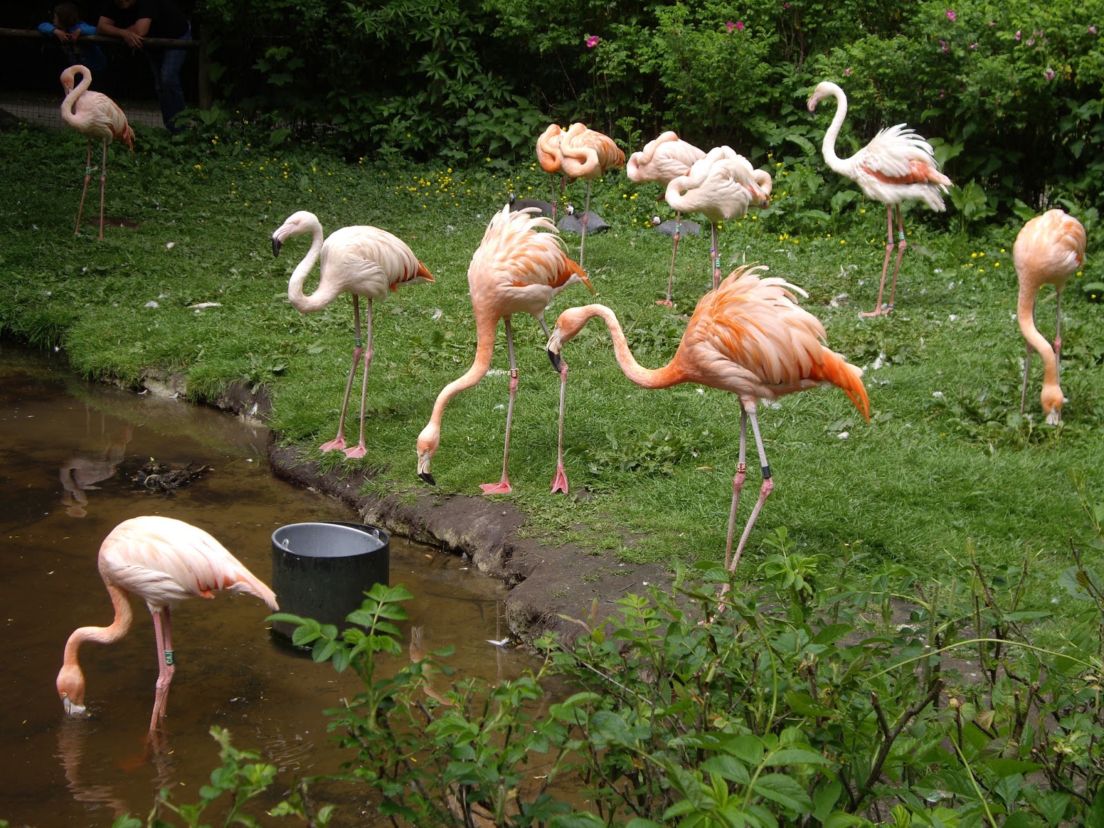 Wiep Koehoorn: Familiedag De Jong in Aqua Zoo Friesland
