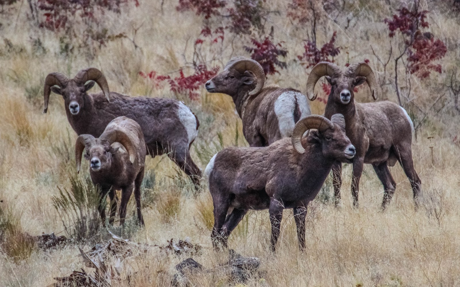 Cannundrums: Rocky Mountain Bighorn Sheep - Washington