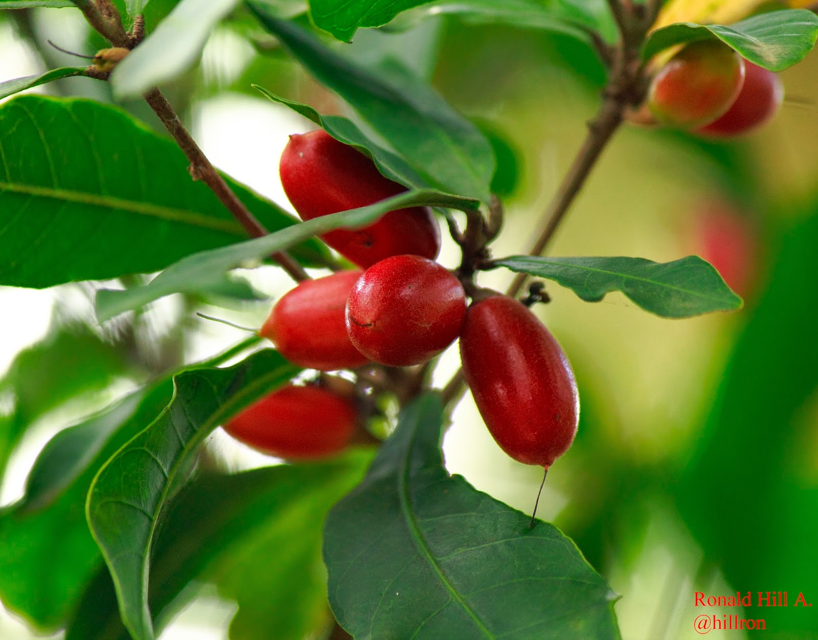 Sueños del Caribe: LA FRUTA MILAGROSA
