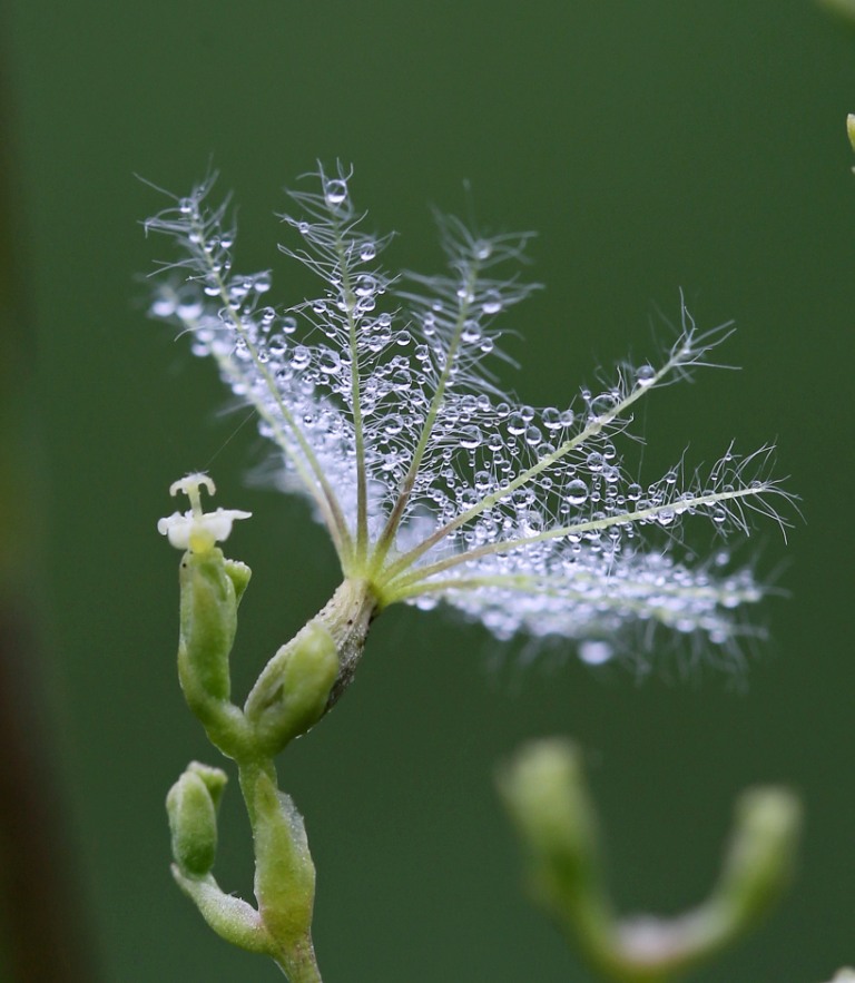 Ohio Birds and Biodiversity: Rare plants of Cedar Bog