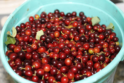 Chokecherry Jelly Recipe - A Ranch Mom