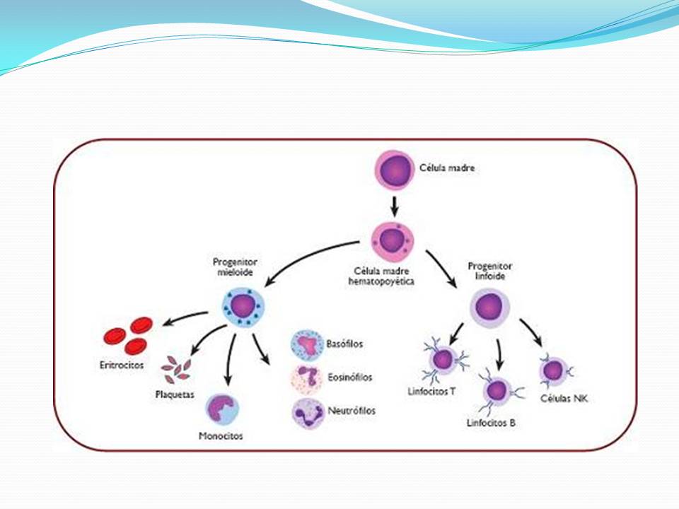 - José Fredy Camacho Angulo - Fisiologia -: MAPA MENTAL DE ELEMENTOS ...