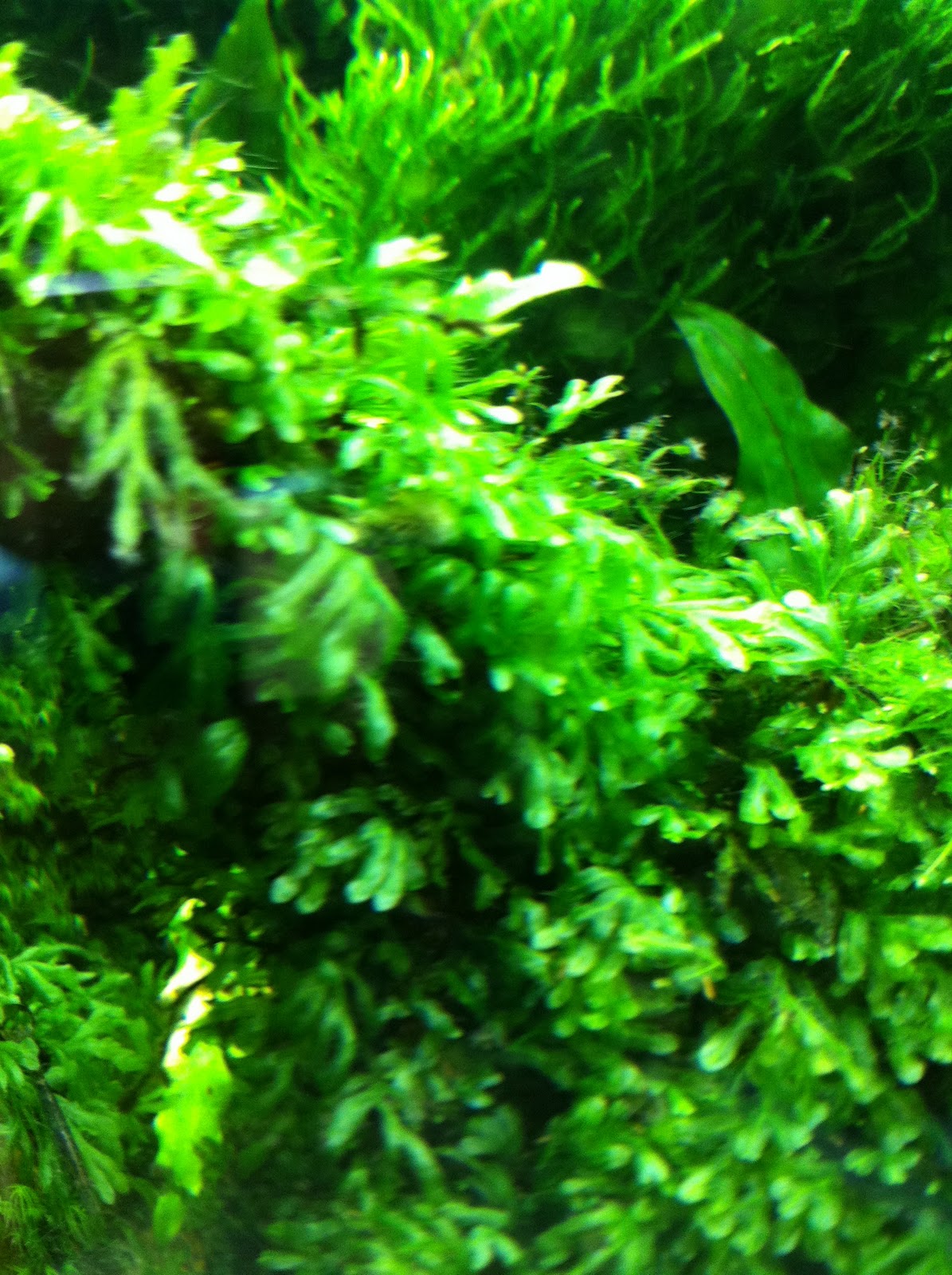 Aquatic Farmer: Mini Bolbitis