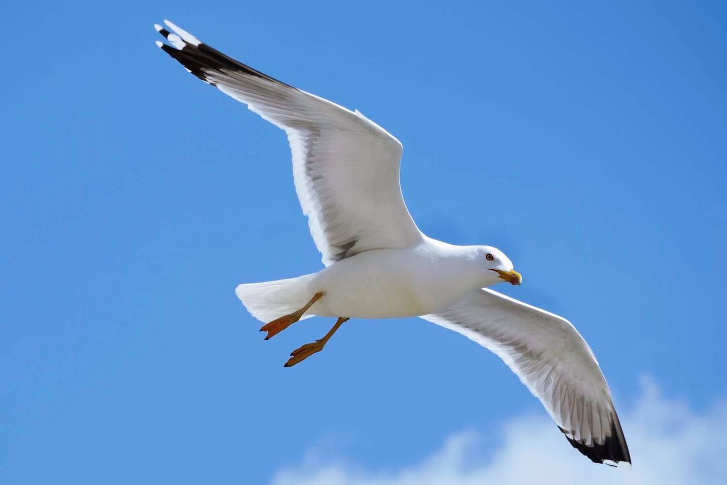 AVEEK- Blogs: Sea Gull