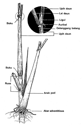 INFO PERTANIAN: PENGENALAN KEPADA TANAMAN PADI