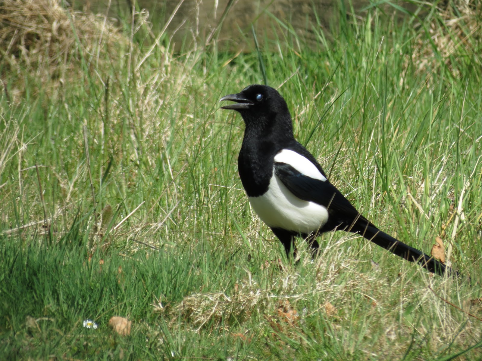 BIRDING AMERSHAM: The COMMON MAGPIE really is a beautiful bird