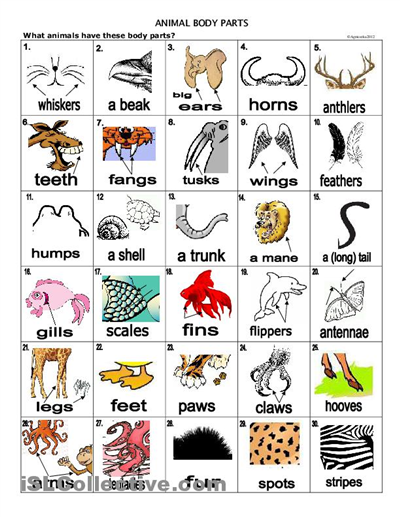 Teacher Rosa: ANIMAL BODY PARTS (PARTES DEL CUERPO DE ANIMALES