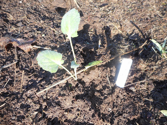 Jen & the Bean stalk: In the Ground