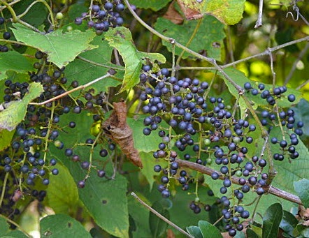 Trees Planet: Vitis vulpina - Frost Grape - Fox Grape