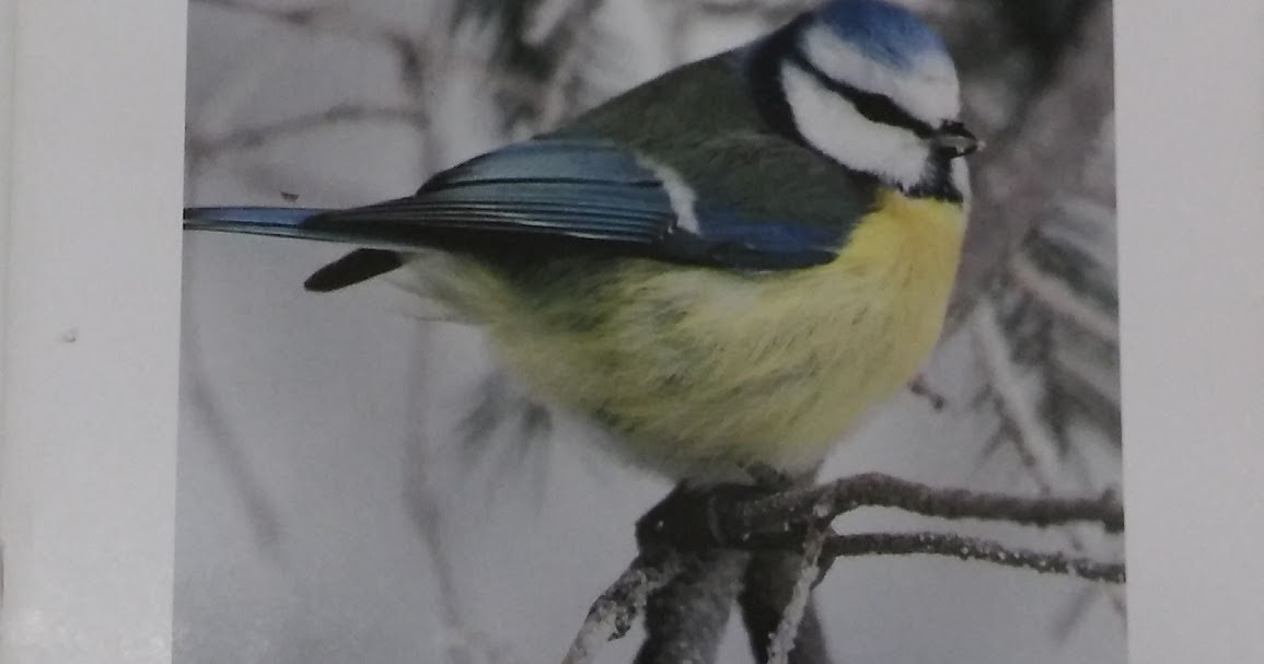 Roheline Kool Eestis Tallinna Tuule Lasteaed: Linnud, linnud, linnud