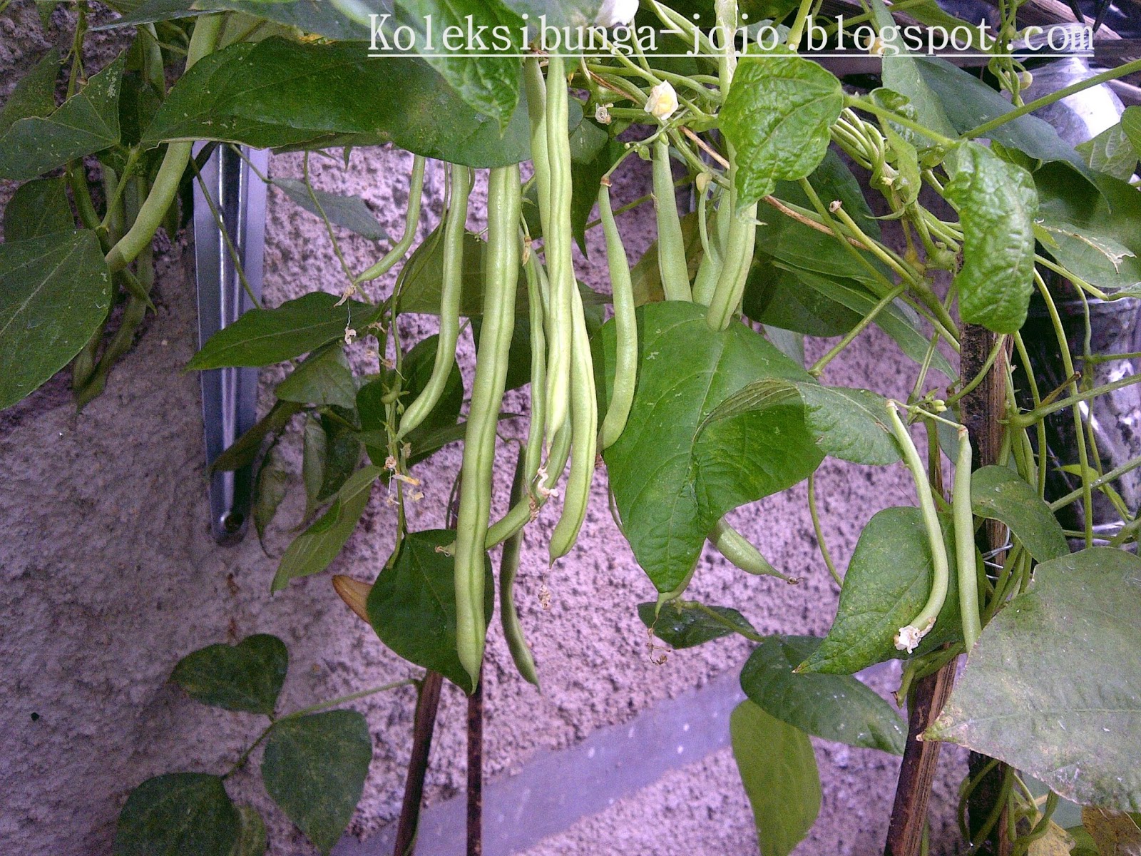 Bunga Warna-warni: Kacang buncis